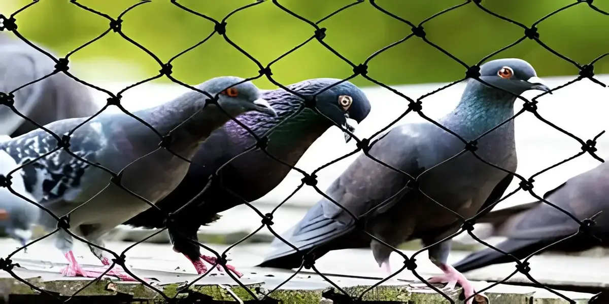 Benefits of Pigeon Safety Nets in Hyderabad | Defender Nets